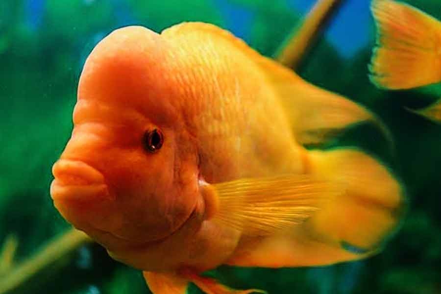 Ikan Iblis Danau Toba, Predator asal Amerika yang Bikin Resah | Pilar.ID