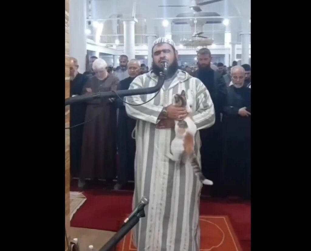 Gemas, Kucing Lompat ke Baju Imam Tarawih, Merangkak ke Pundak dan Cium ...