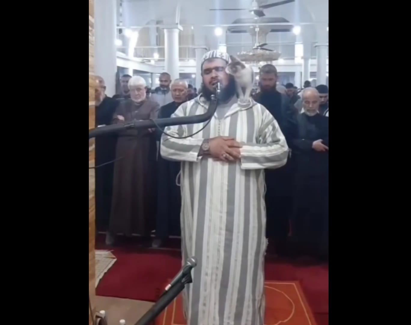 Gemas, Kucing Lompat ke Baju Imam Tarawih, Merangkak ke Pundak dan Cium ...