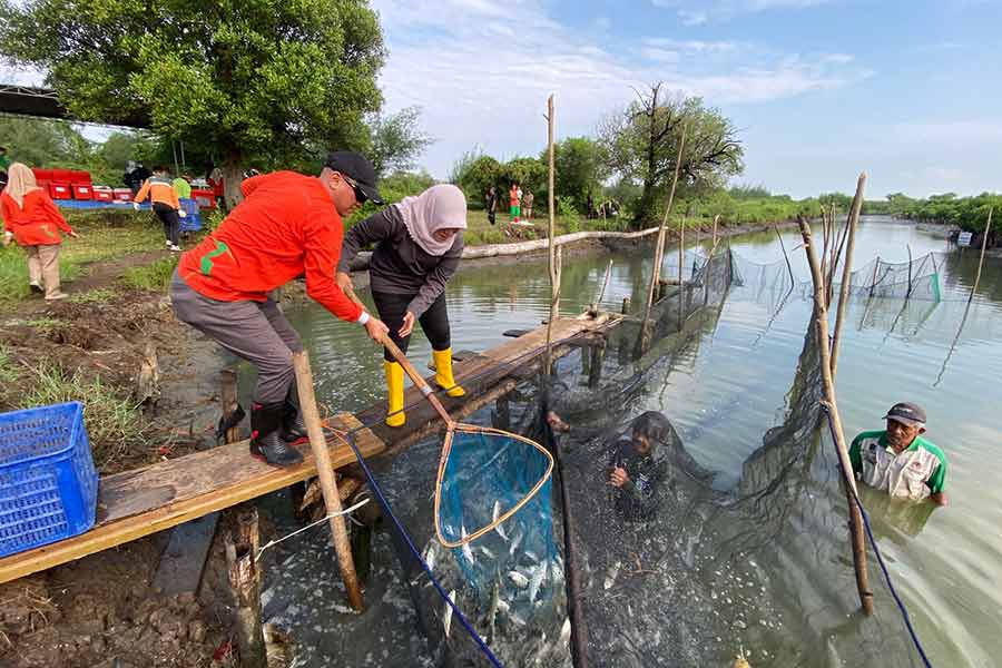Budidaya Perikanan DKPP Surabaya Sukses, Panen Ikan Bandeng 588 Kg ...